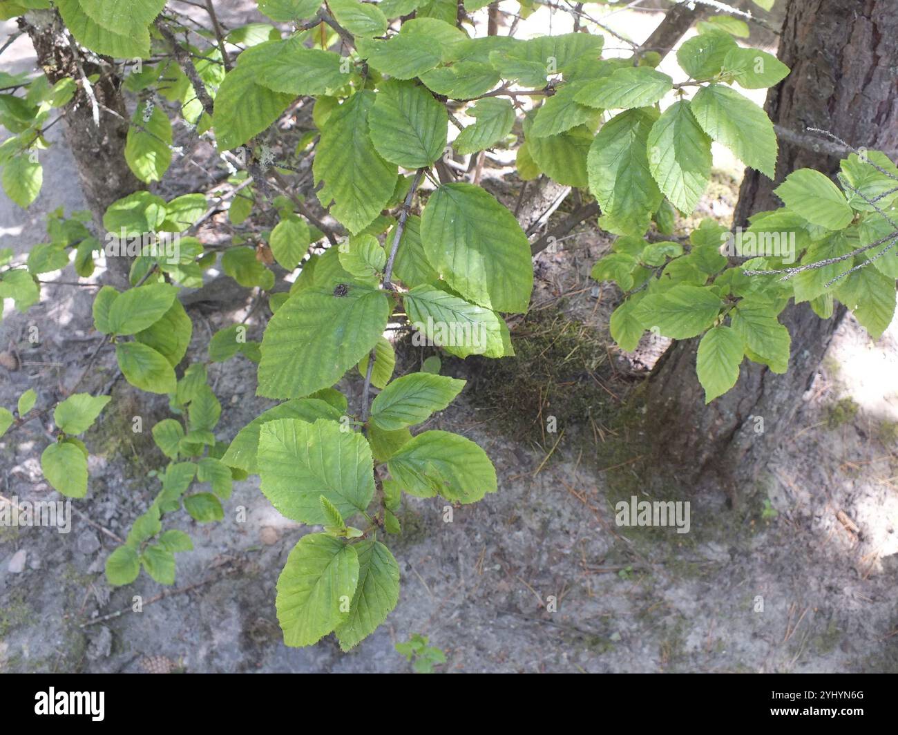 siberian alder (Alnus alnobetula fruticosa Stock Photo - Alamy
