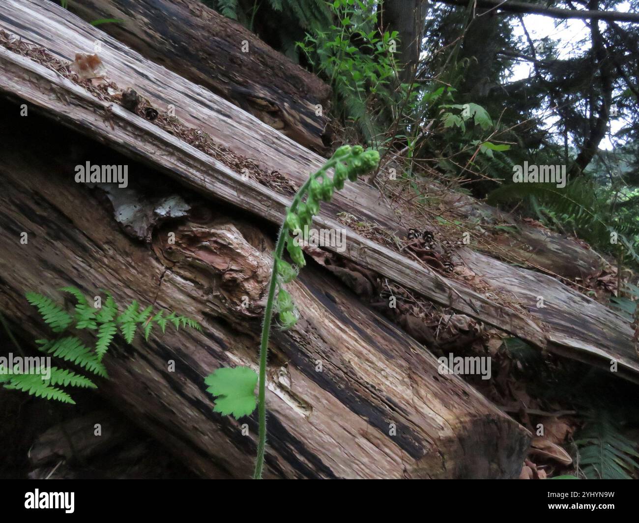 fringe cups (Tellima grandiflora Stock Photo - Alamy
