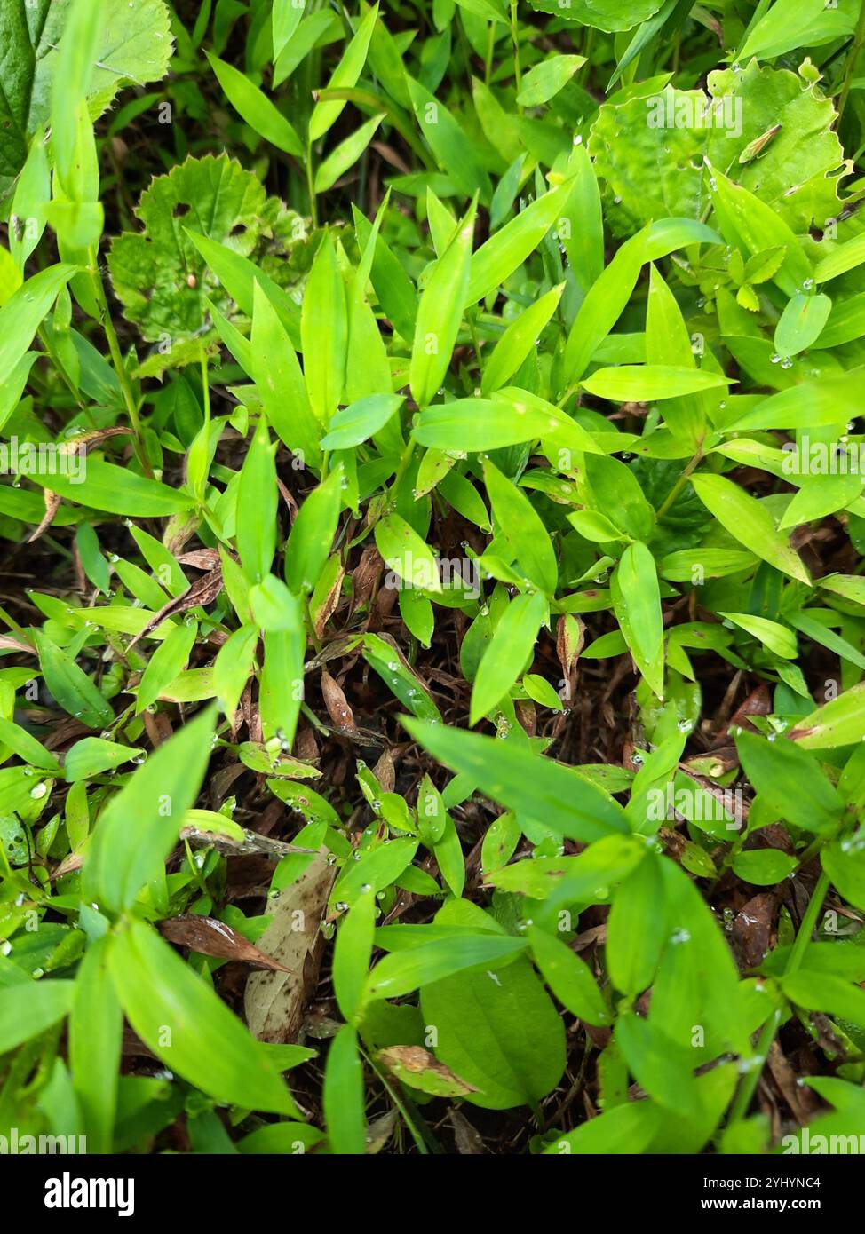 Japanese stiltgrass (Microstegium vimineum Stock Photo - Alamy