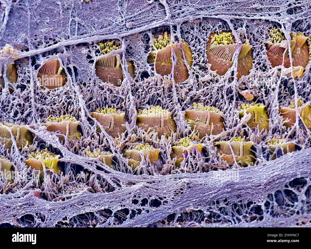 Foetal inner ear hair cells. Coloured scanning electron micrograph (SEM ... Foetal inner ear hair cells. Coloured scanning electron micrograph (SEM ...