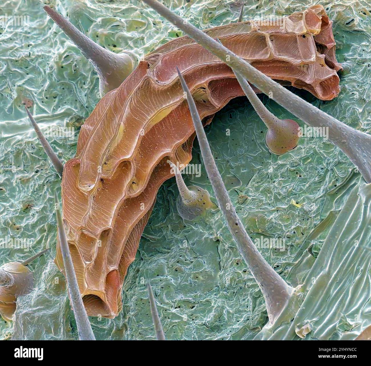 Bee orchid seed, SEM Stock Photo - Alamy