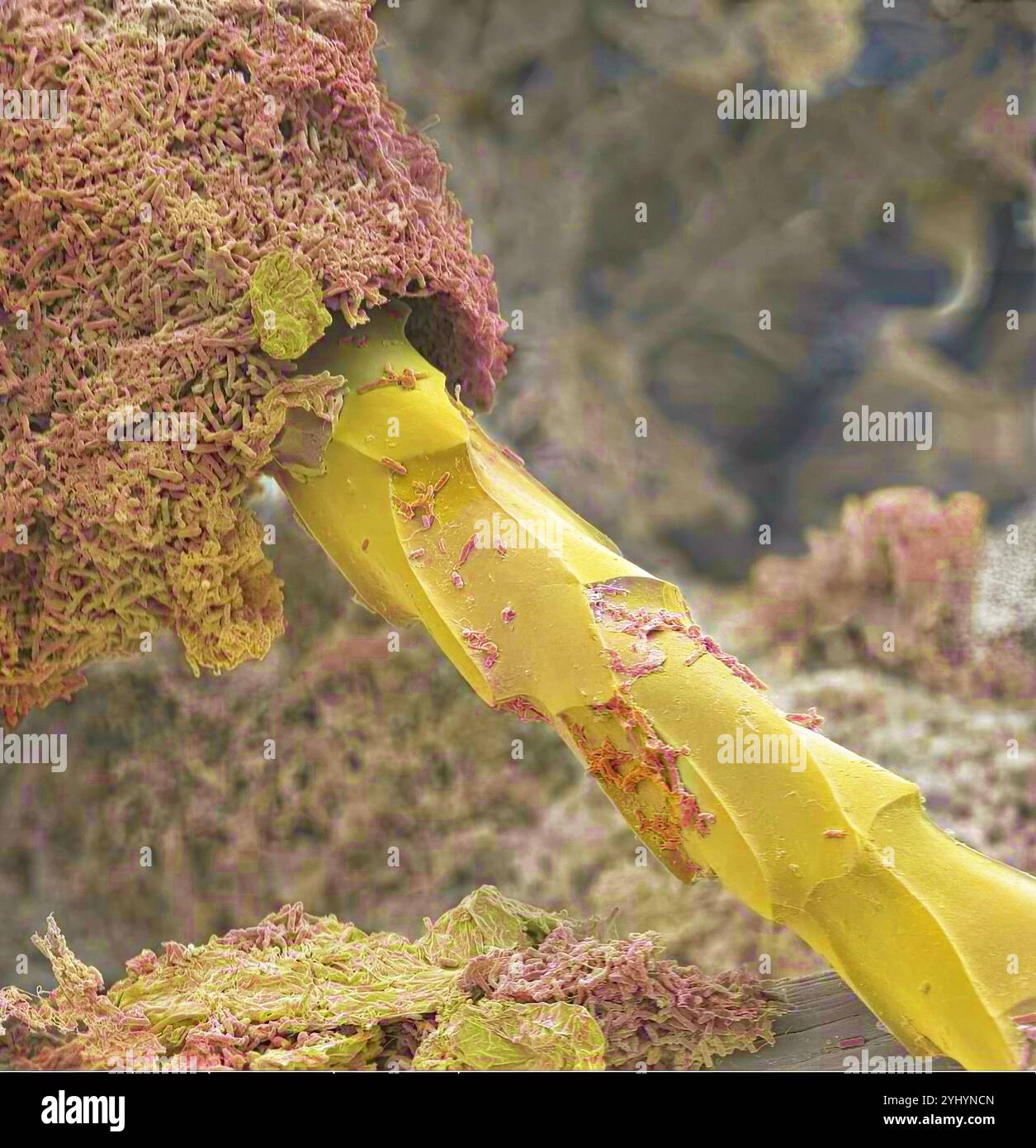 Shower waste biofilm. Coloured scanning electron micrograph (SEM) of ...