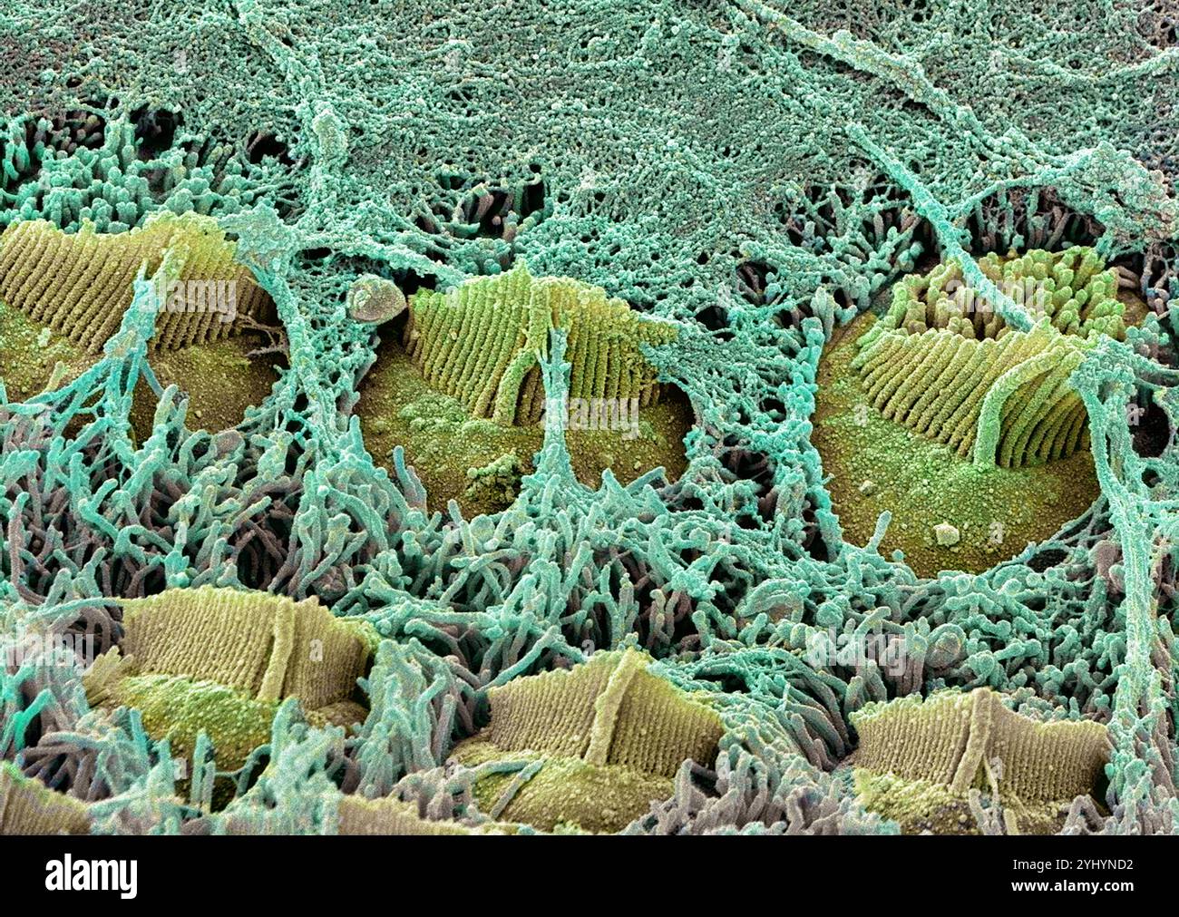 Foetal inner ear hair cells. Coloured scanning electron micrograph (SEM ...