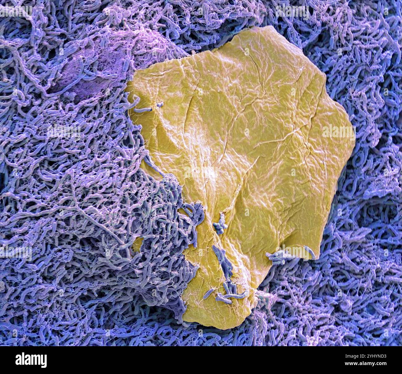 Shower waste biofilm. Coloured scanning electron micrograph (SEM) of ...