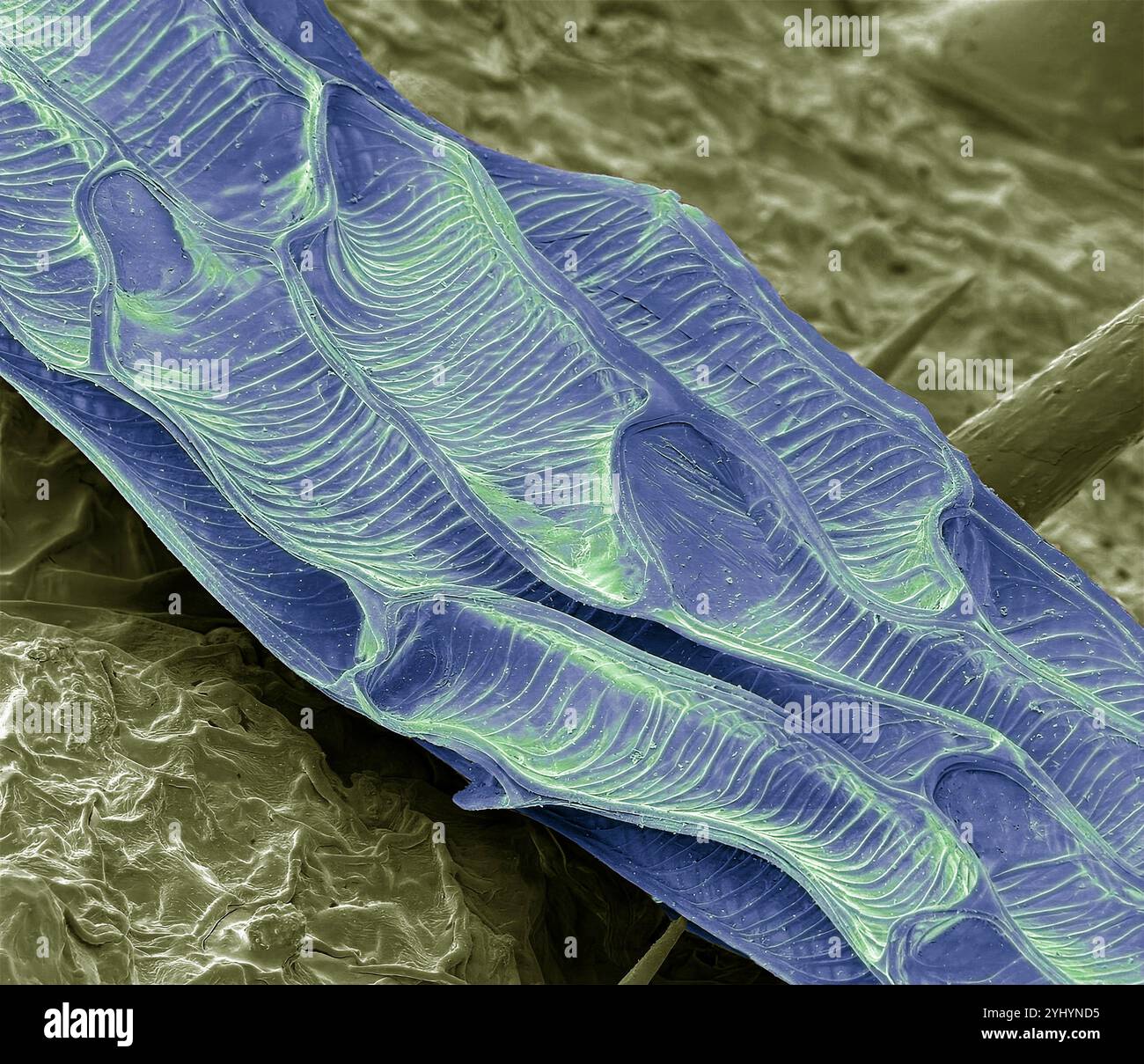 Bee orchid seed, SEM Stock Photo - Alamy