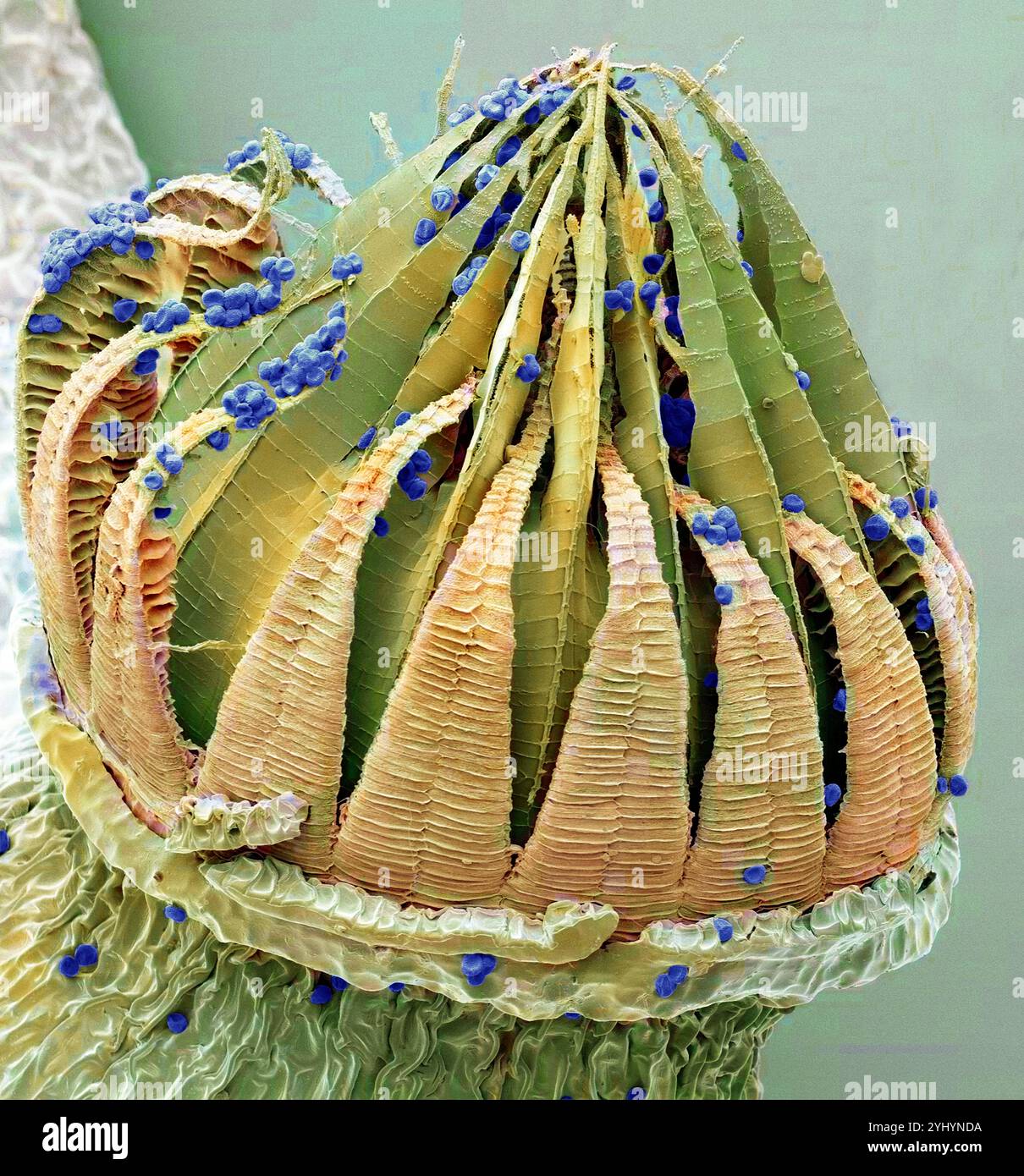 Moss spore capsule. Coloured scanning electron micrograph (SEM) of the ...