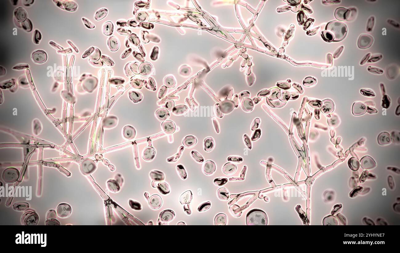 Illustration of a Candida auris fungus (filaments) infection of the ...
