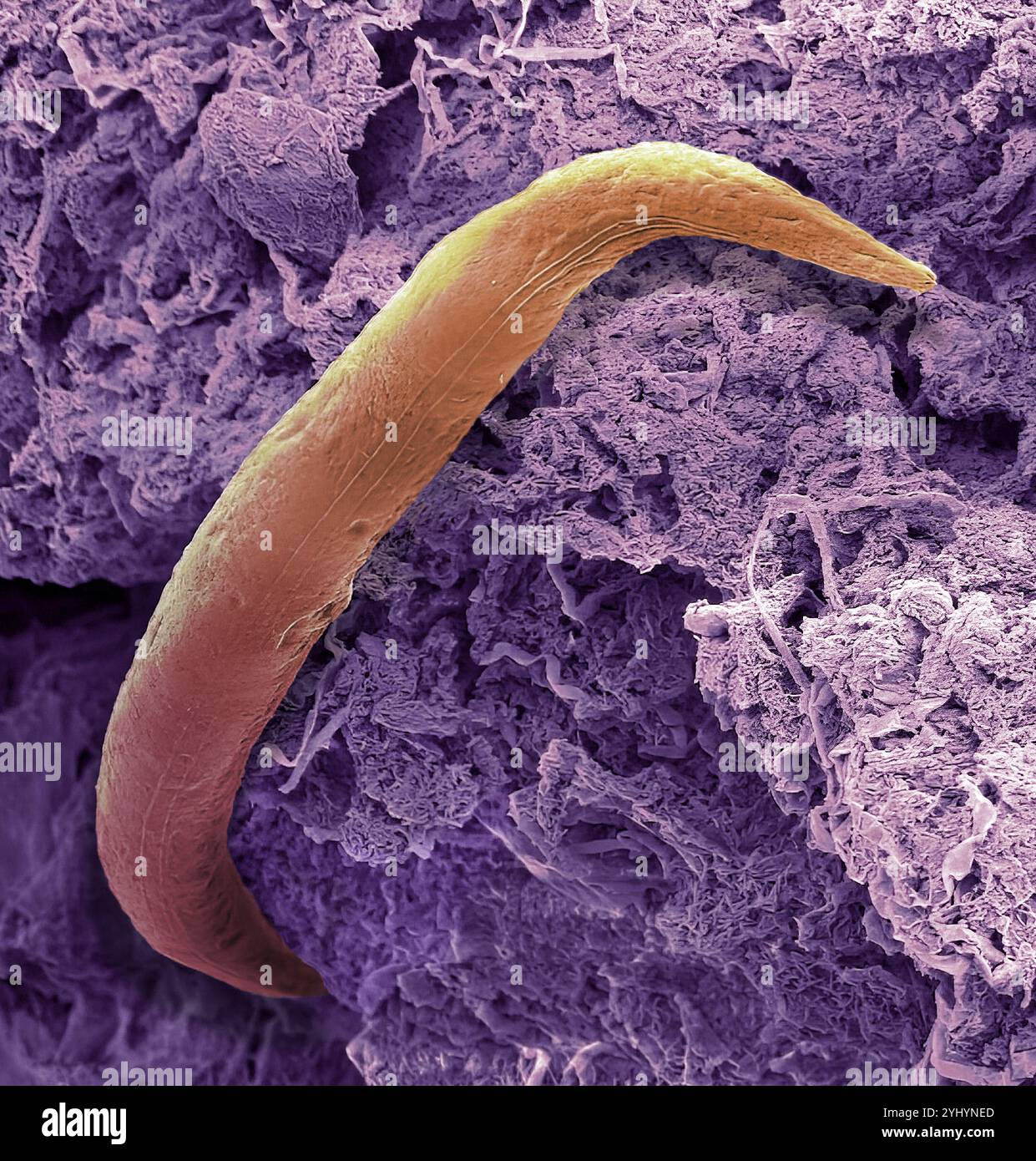 Shower waste biofilm. Coloured scanning electron micrograph (SEM) of ...