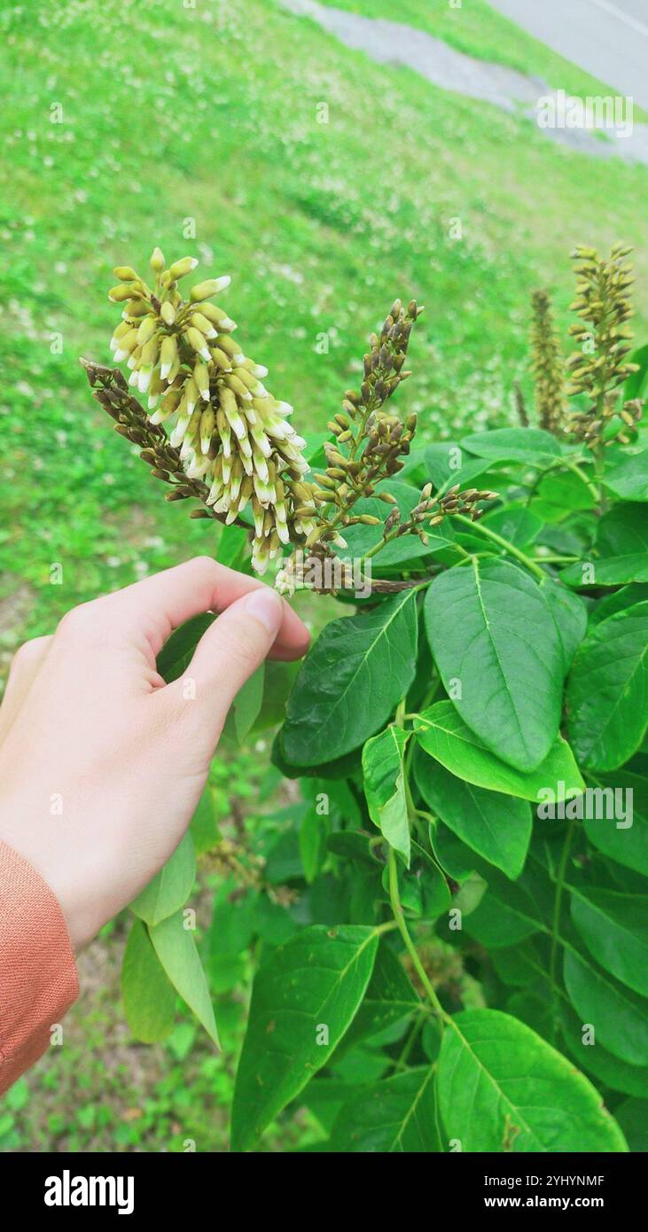 Amur maackia maackia amurensis hi-res stock photography and images - Alamy