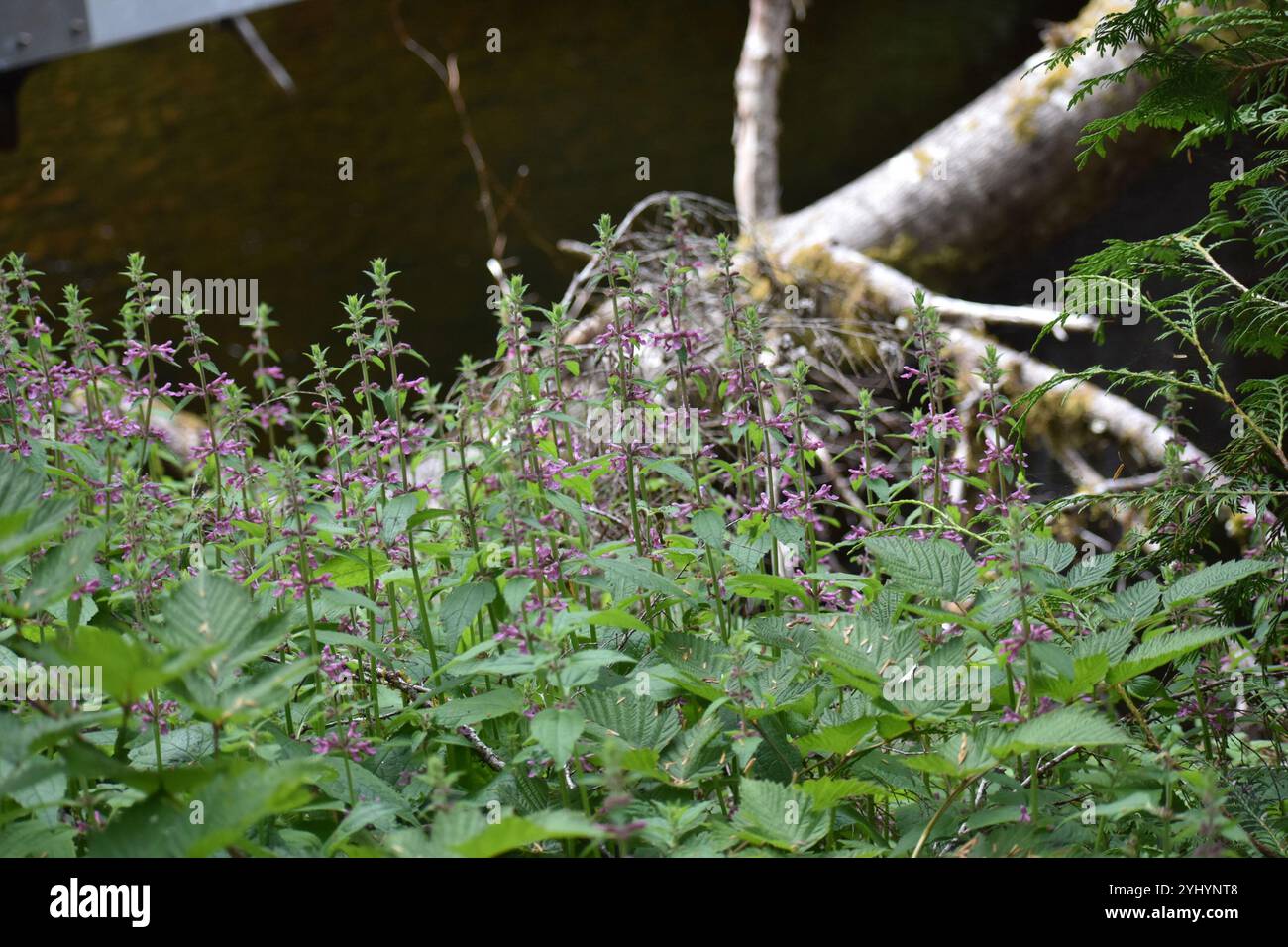 Coastal hedge nettle hi-res stock photography and images - Alamy