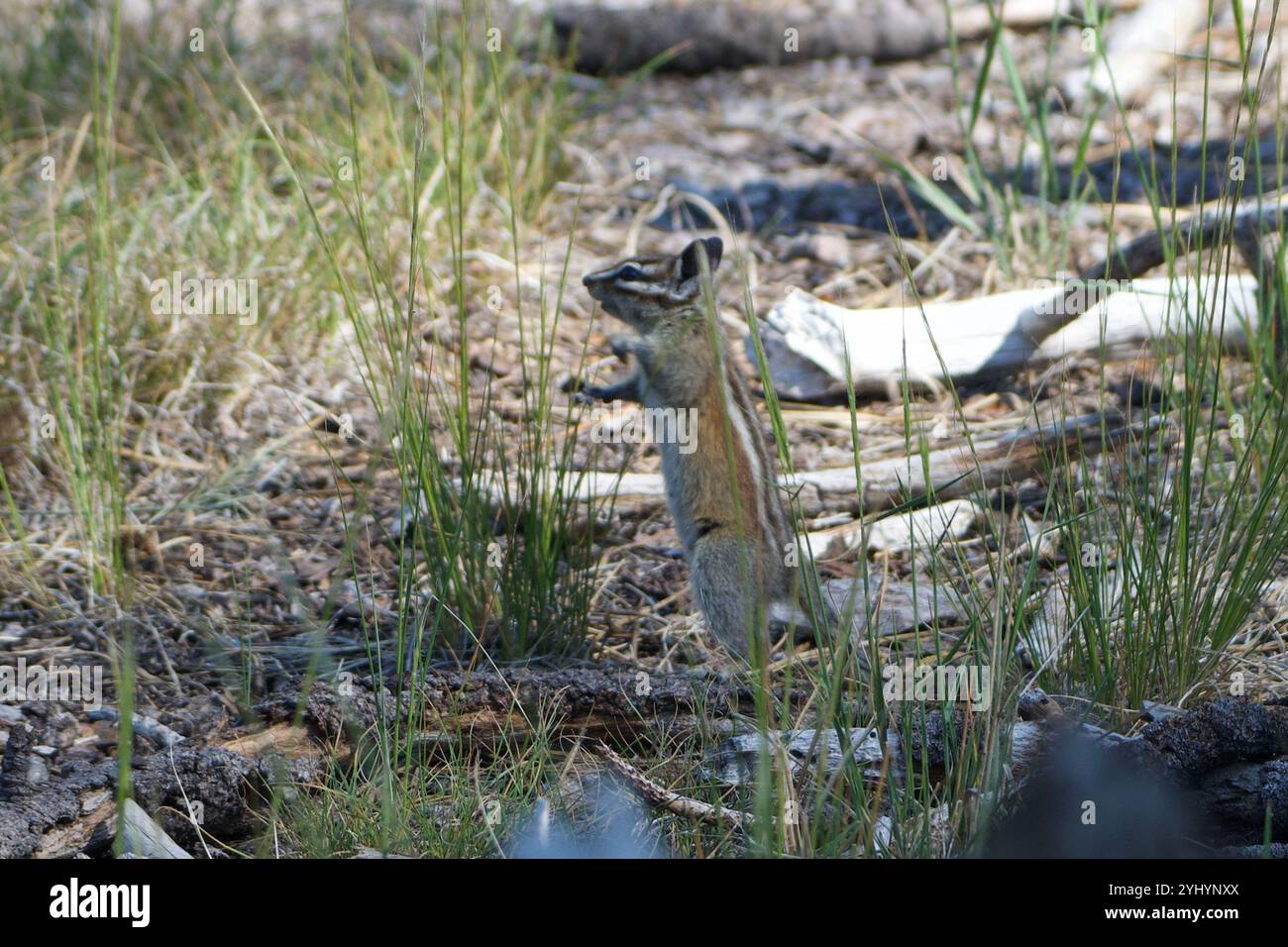 Lodgepole Chipmunk (Neotamias speciosus Stock Photo - Alamy