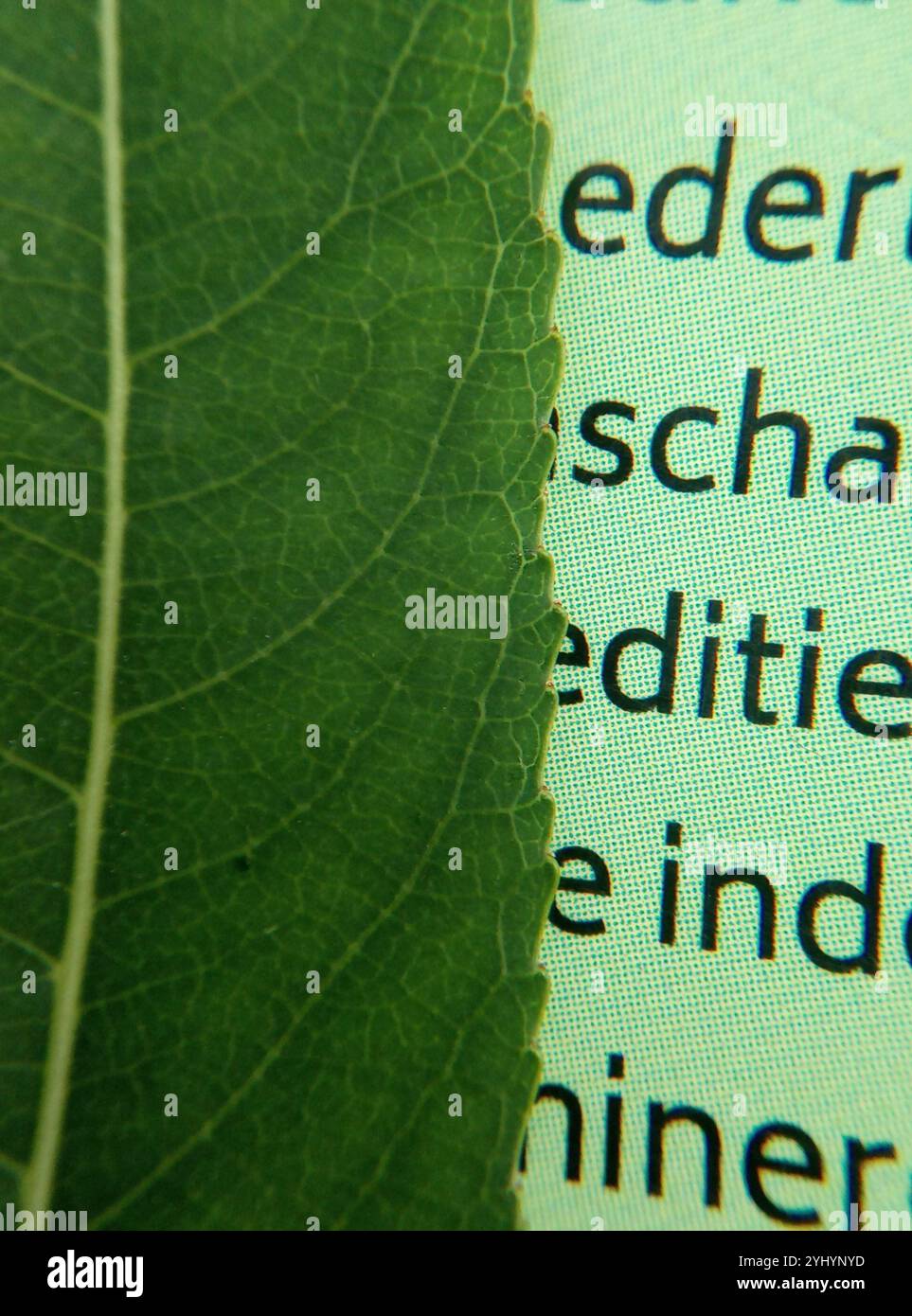 Almond Willow (Salix triandra Stock Photo - Alamy