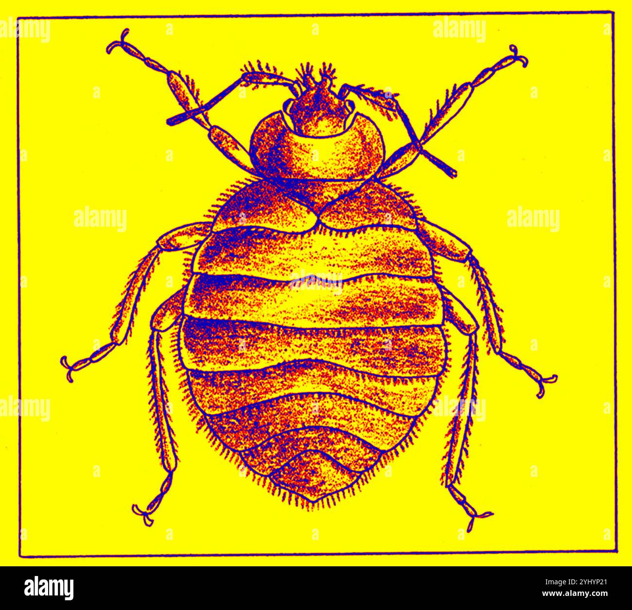 Illustration of a common bedbug (Cimex lectularius). The common bed bug ...