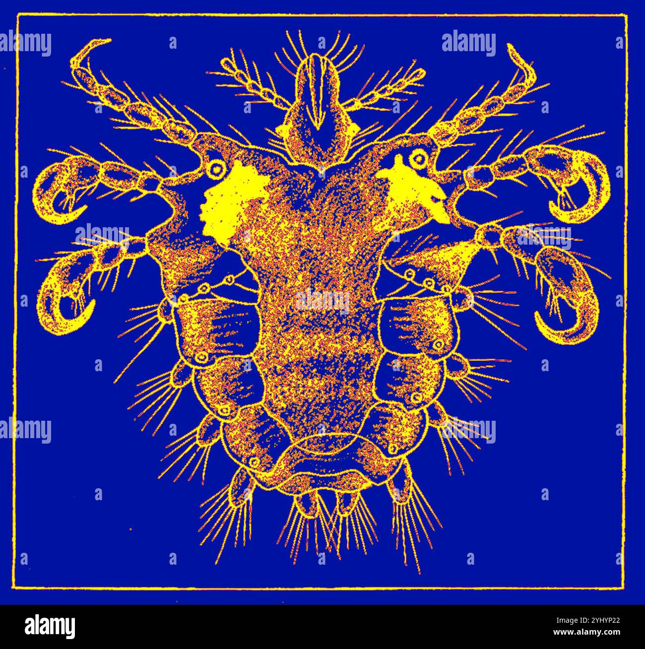 Illustration of a pubic louse (Pthirus pubis), also known as a crab ...