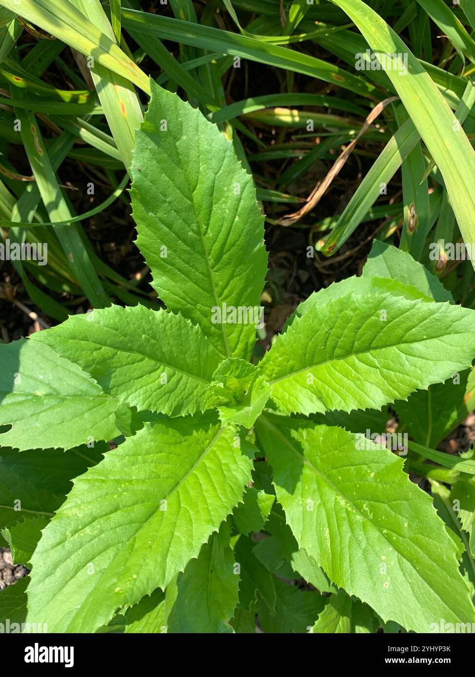 American burnweed hi-res stock photography and images - Alamy