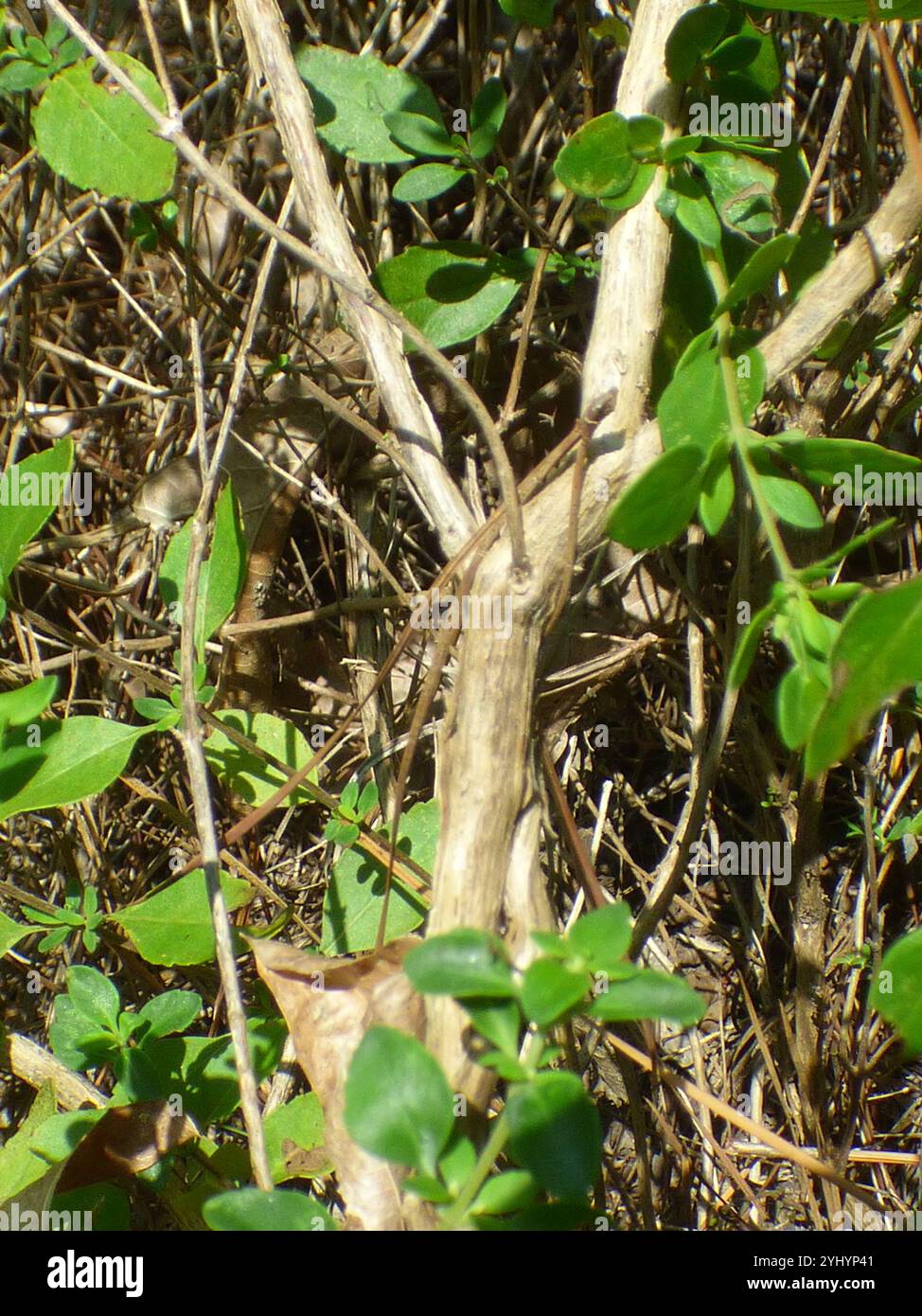 Georgia calamint (Clinopodium carolinianum Stock Photo - Alamy