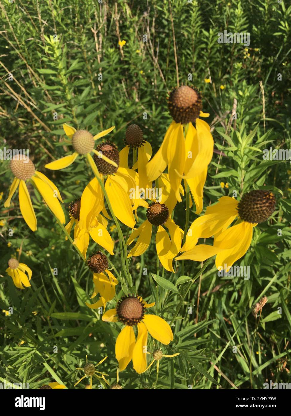 grey-headed coneflower (Ratibida pinnata Stock Photo - Alamy