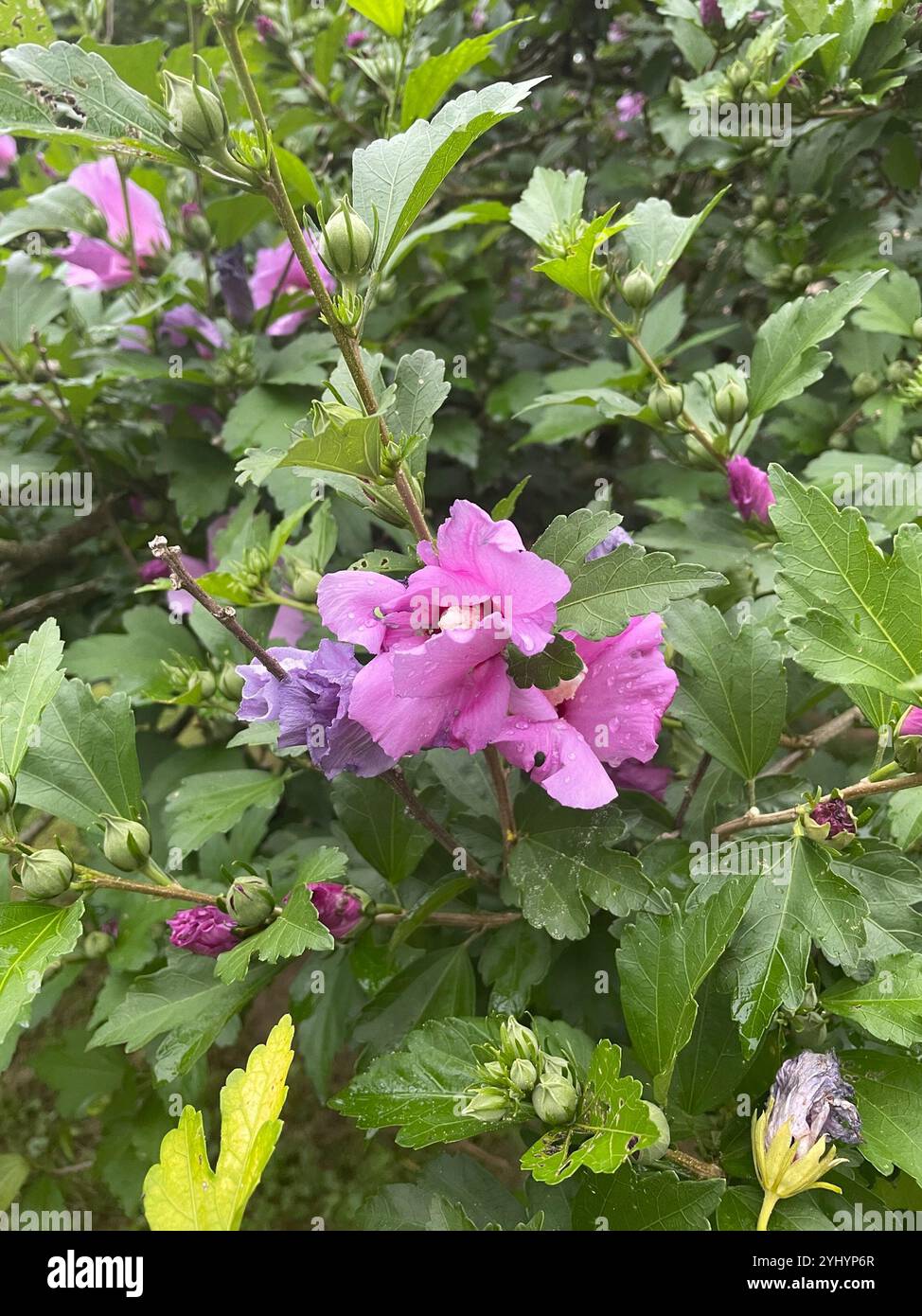 common hibiscus (Hibiscus syriacus Stock Photo - Alamy