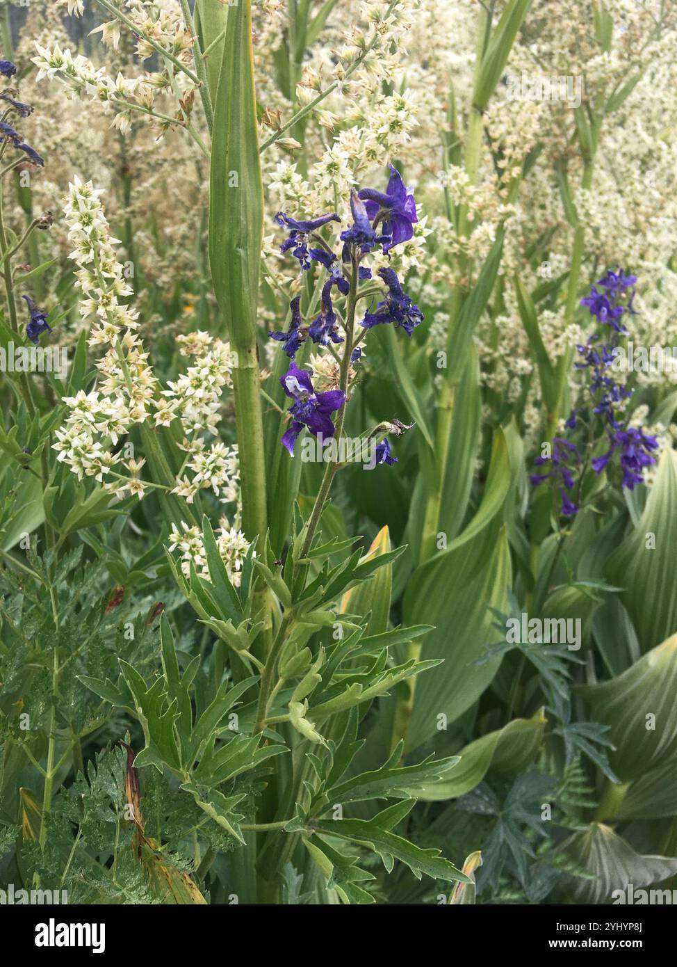 Subalpine Larkspur (Delphinium barbeyi Stock Photo - Alamy