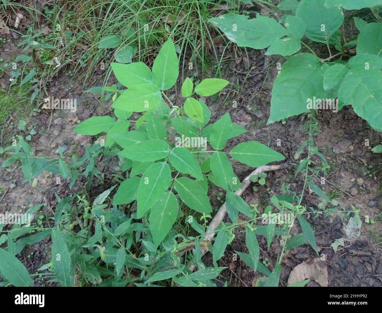 perplexed tick-trefoil (Desmodium perplexum Stock Photo - Alamy