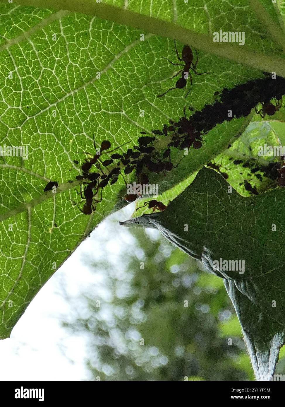 Melon aphid hi-res stock photography and images - Alamy