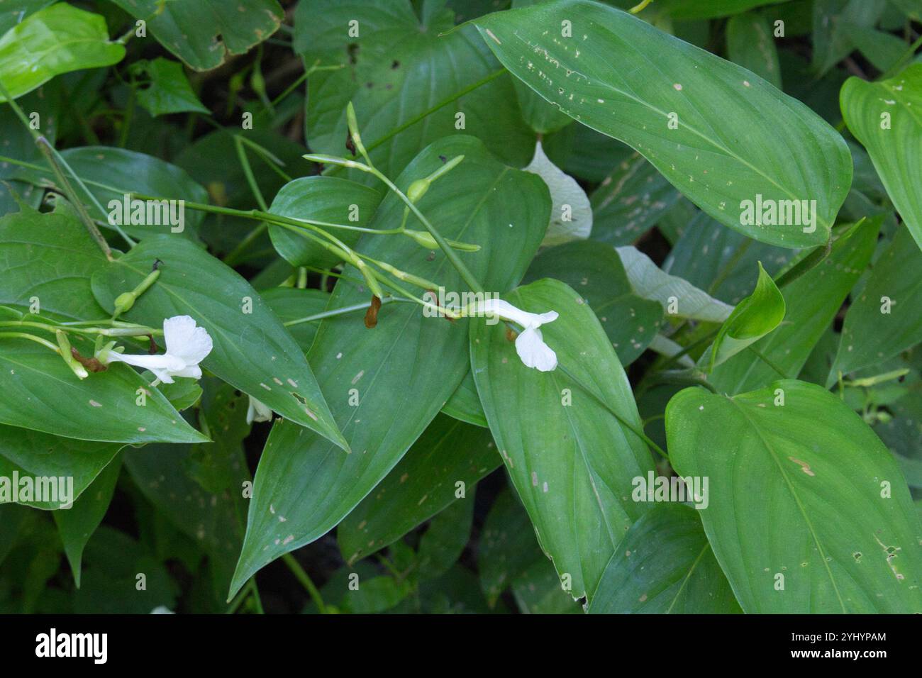Maranta arundinacea hi-res stock photography and images - Alamy
