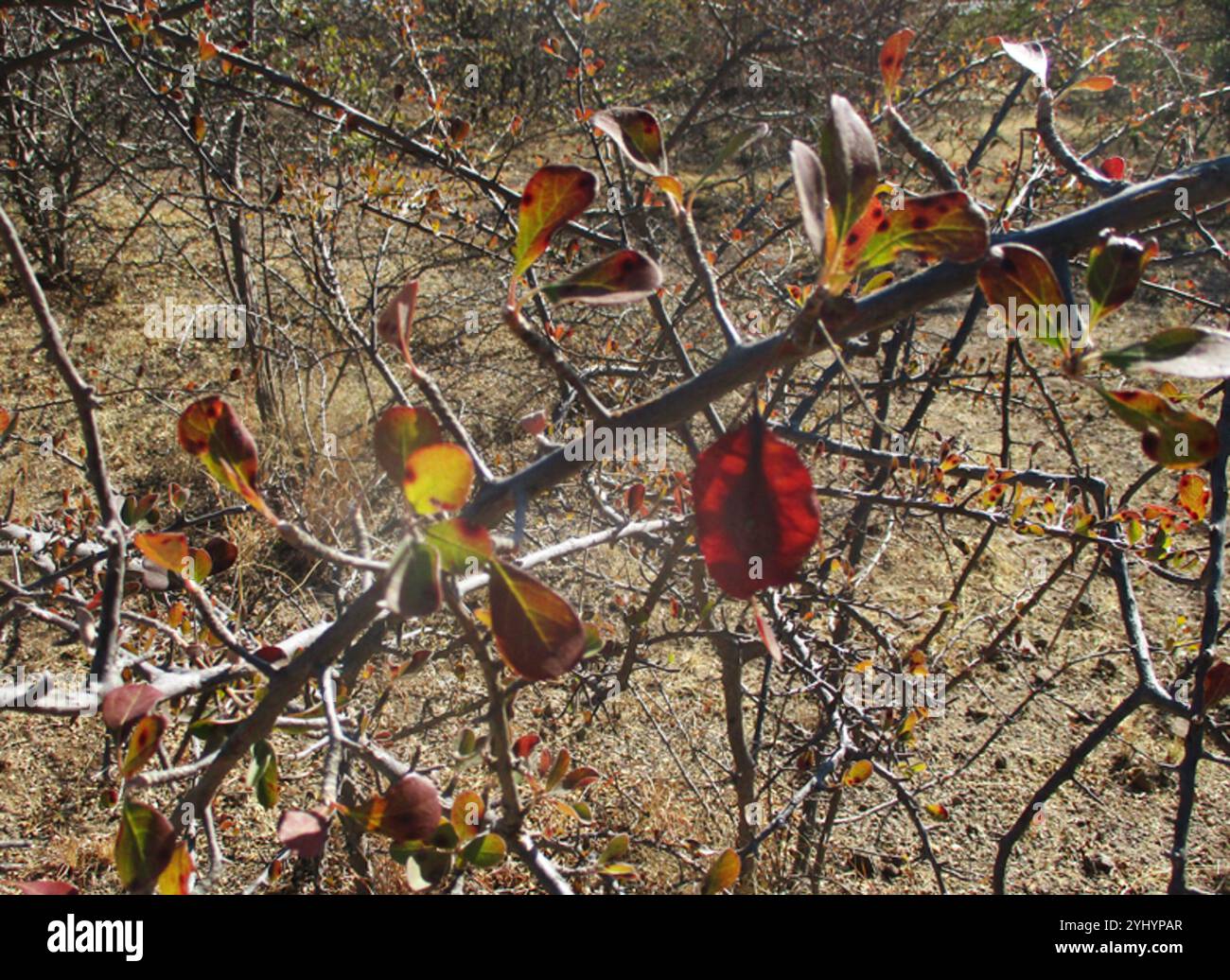 Purplepod clusterleaf (Terminalia prunioides Stock Photo - Alamy