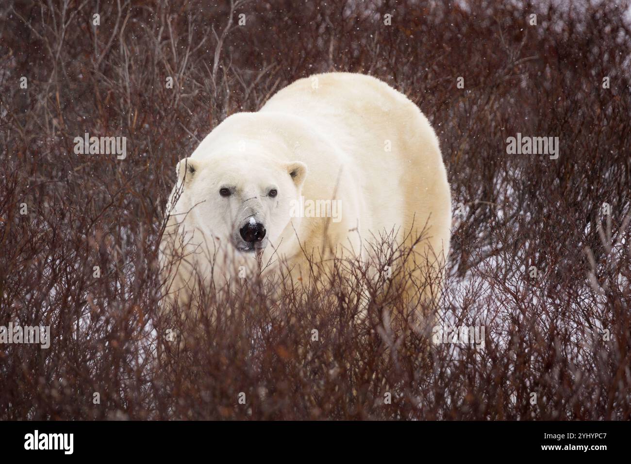 A polar bear hides in willow trees near Churchill, Manitoba, Canada ...