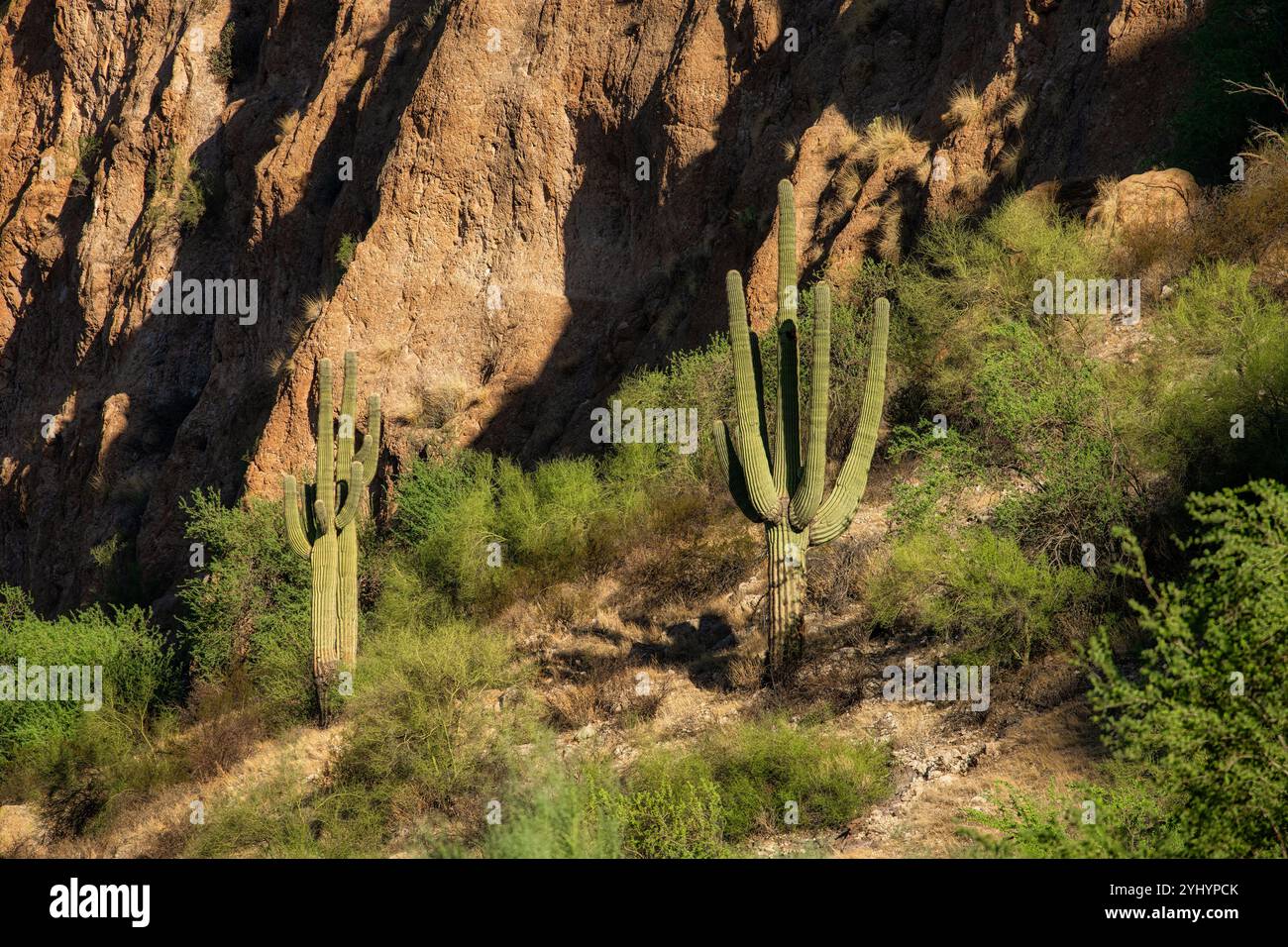 A pair of Saguaro Cacti in the Sonoran Desert near Phoenix, Arizona ...