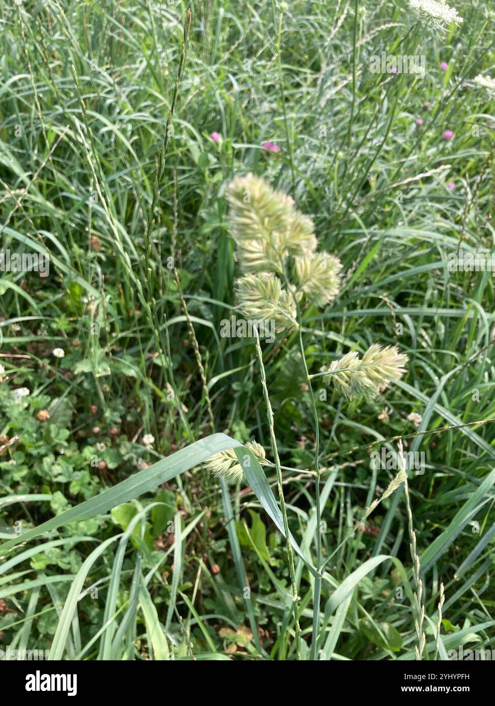 orchard grass (Dactylis glomerata Stock Photo - Alamy