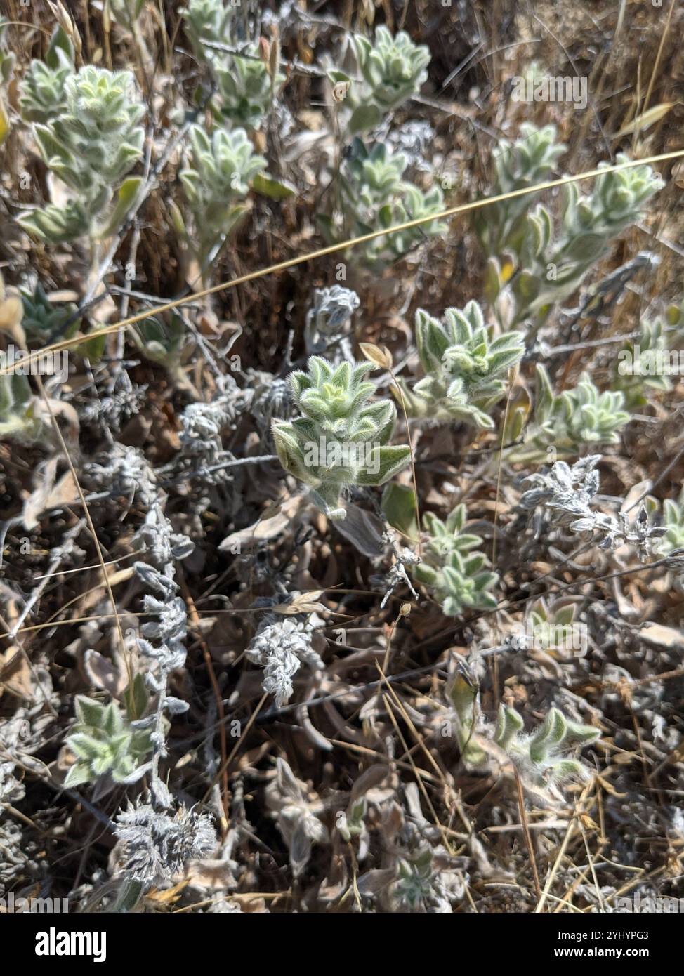 sessileflower false goldenaster (Heterotheca sessiliflora Stock Photo ...