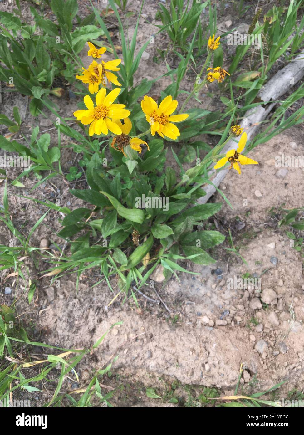 Northern mules hi-res stock photography and images - Alamy