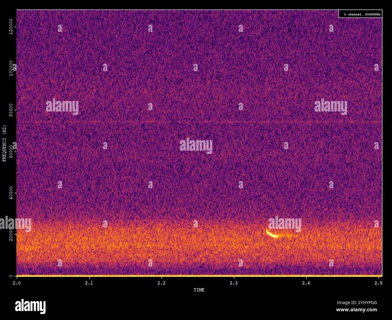 Common Noctule (Nyctalus noctula Stock Photo - Alamy