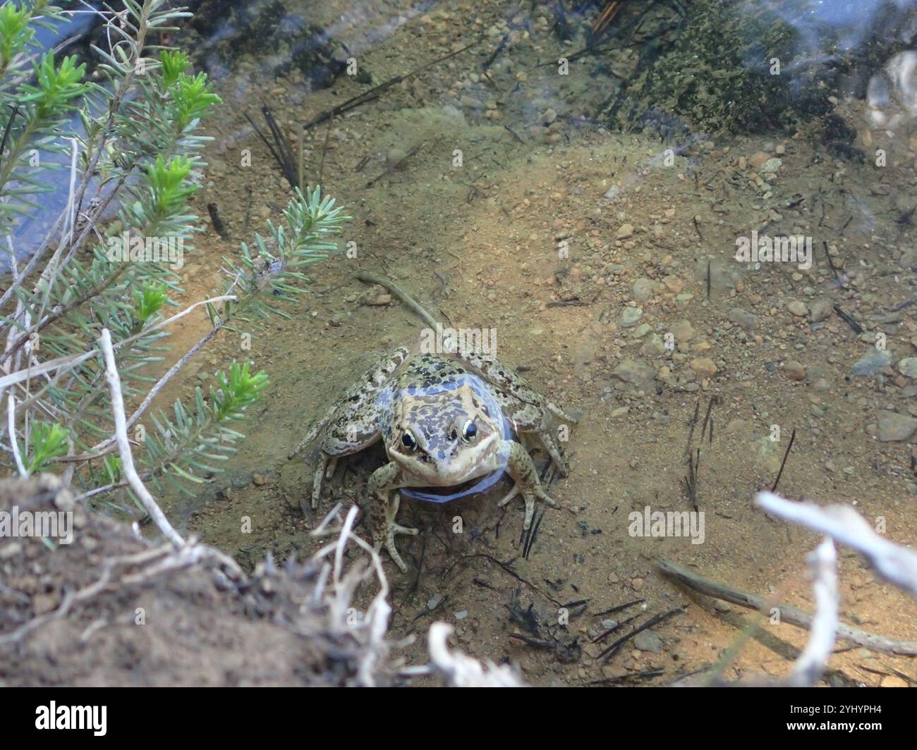 Rana cascadae cascades frog hi-res stock photography and images - Alamy