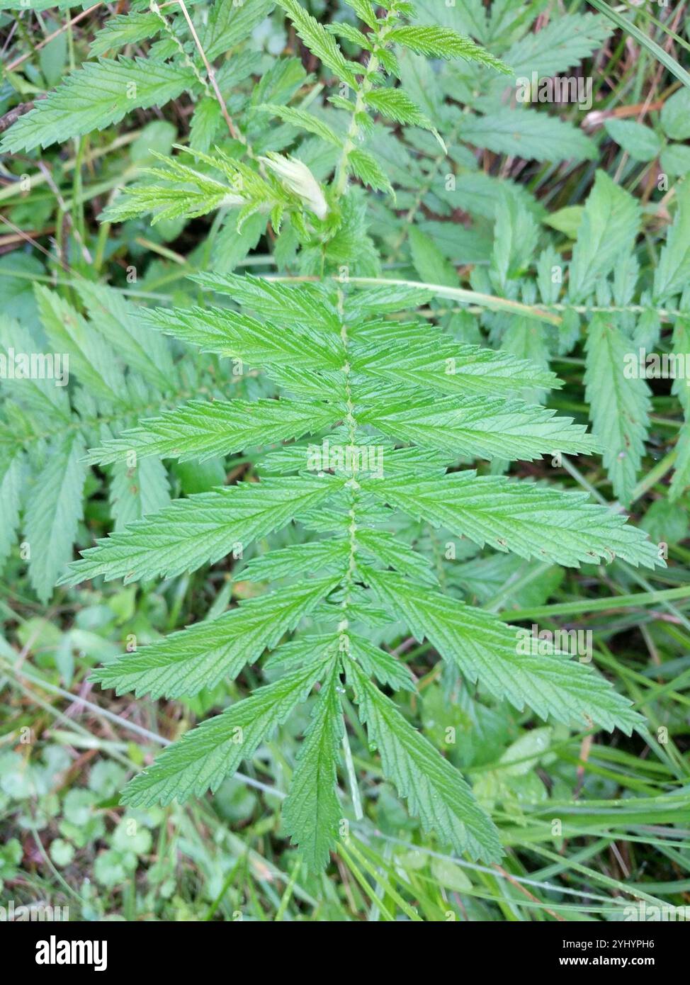 swamp agrimony (Agrimonia parviflora Stock Photo - Alamy