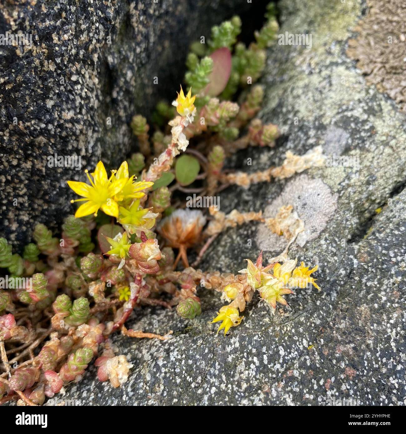 Biting Stonecrop (Sedum acre Stock Photo - Alamy