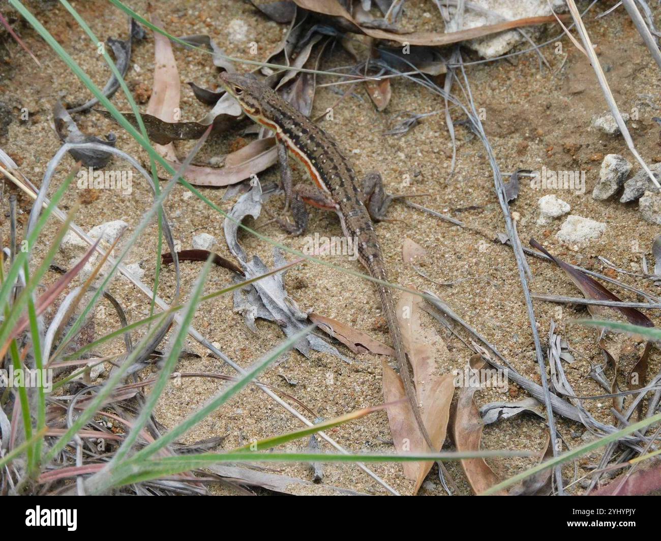 Spotted Sand Lizard (Pedioplanis lineoocellata Stock Photo - Alamy