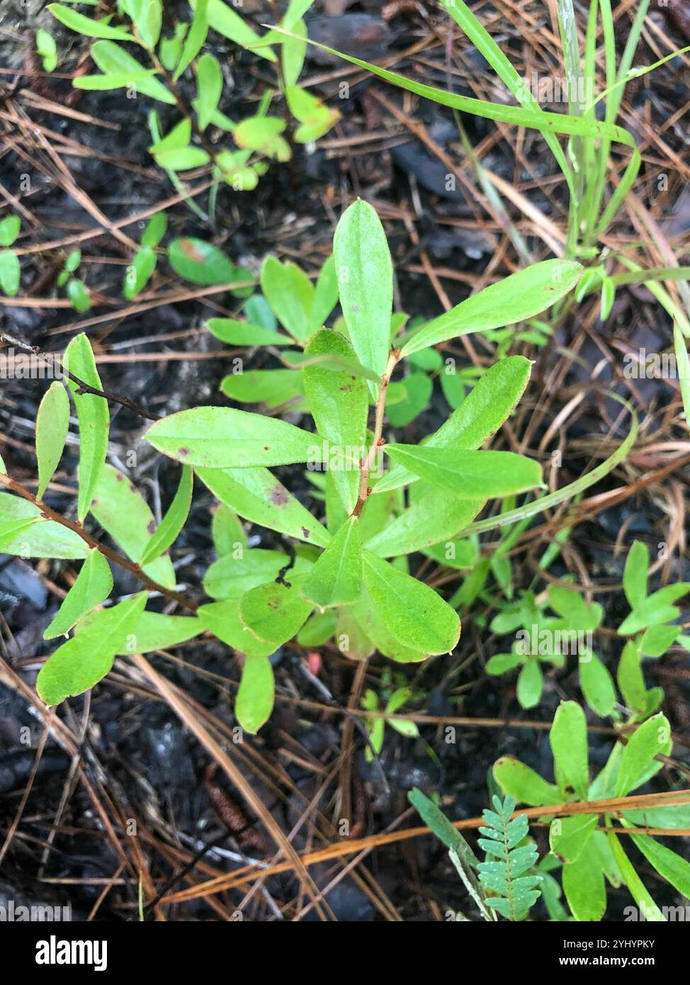 dwarf huckleberry (Gaylussacia dumosa Stock Photo - Alamy