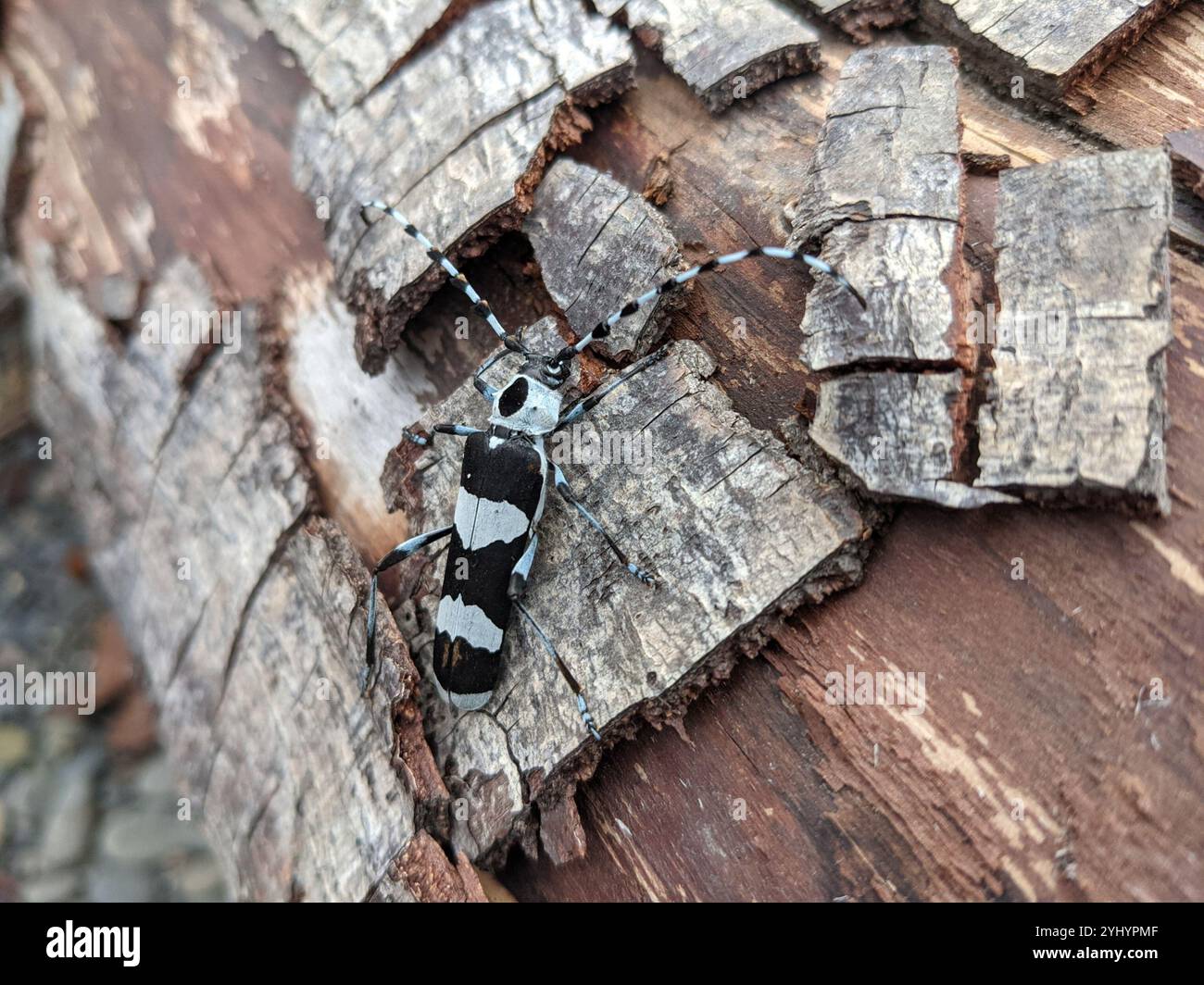 Banded Alder Borer (Rosalia funebris Stock Photo - Alamy