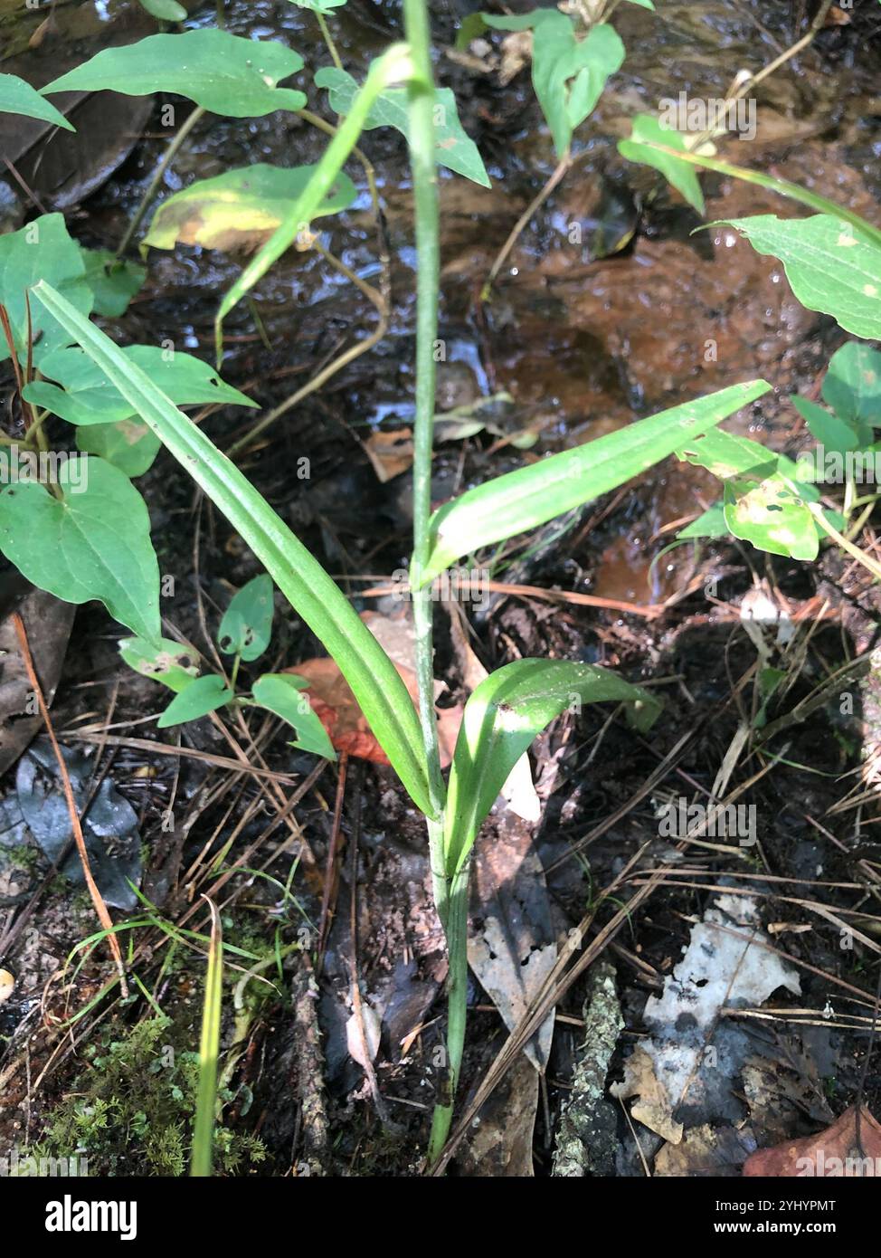 Virginia bunchflower hi-res stock photography and images - Alamy