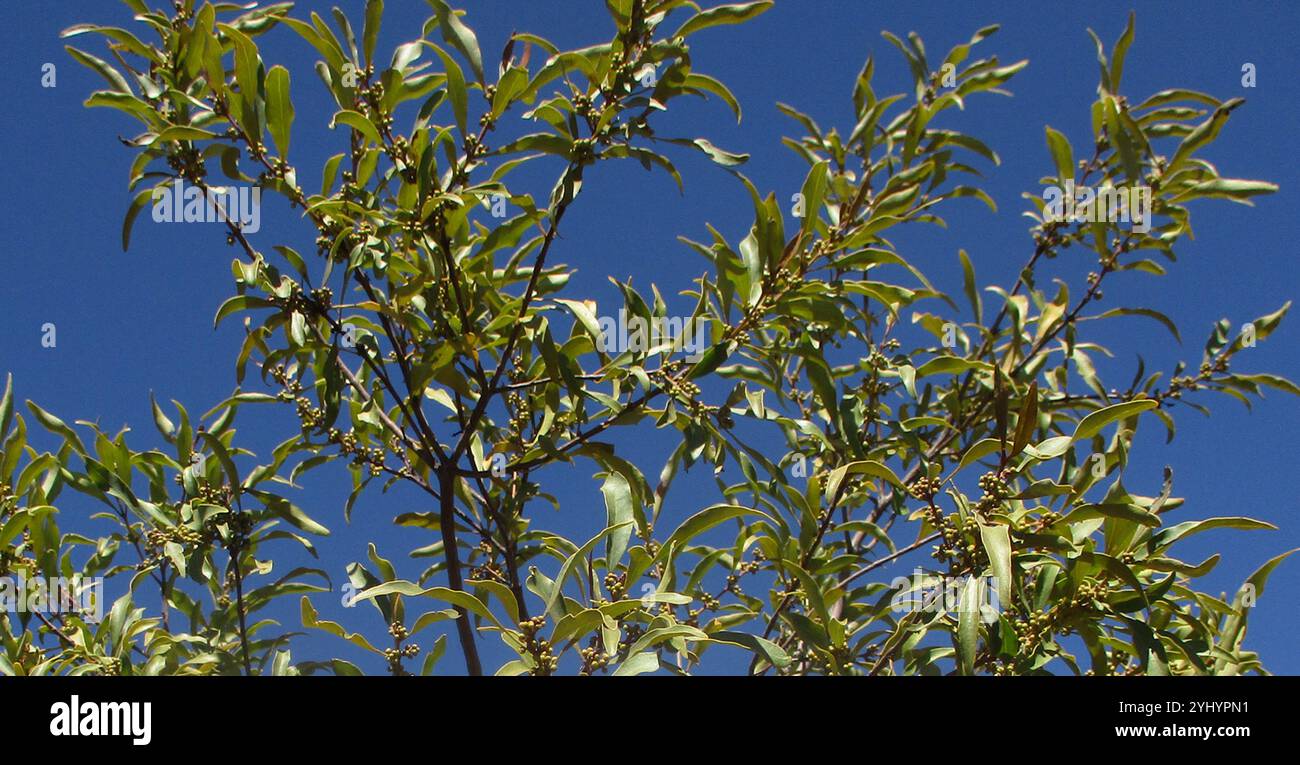 Magic Gwarrie (Euclea divinorum Stock Photo - Alamy