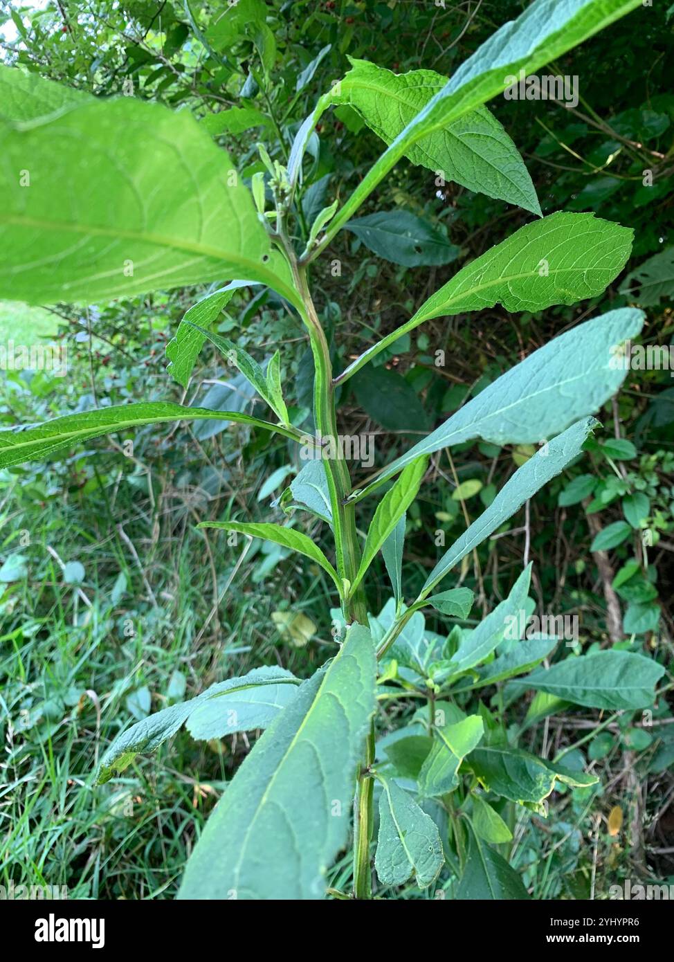 Wingstem (Verbesina alternifolia Stock Photo - Alamy