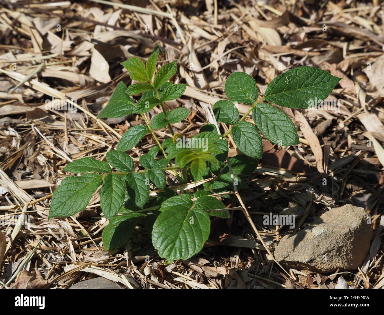 African tulip tree (Spathodea campanulata Stock Photo - Alamy