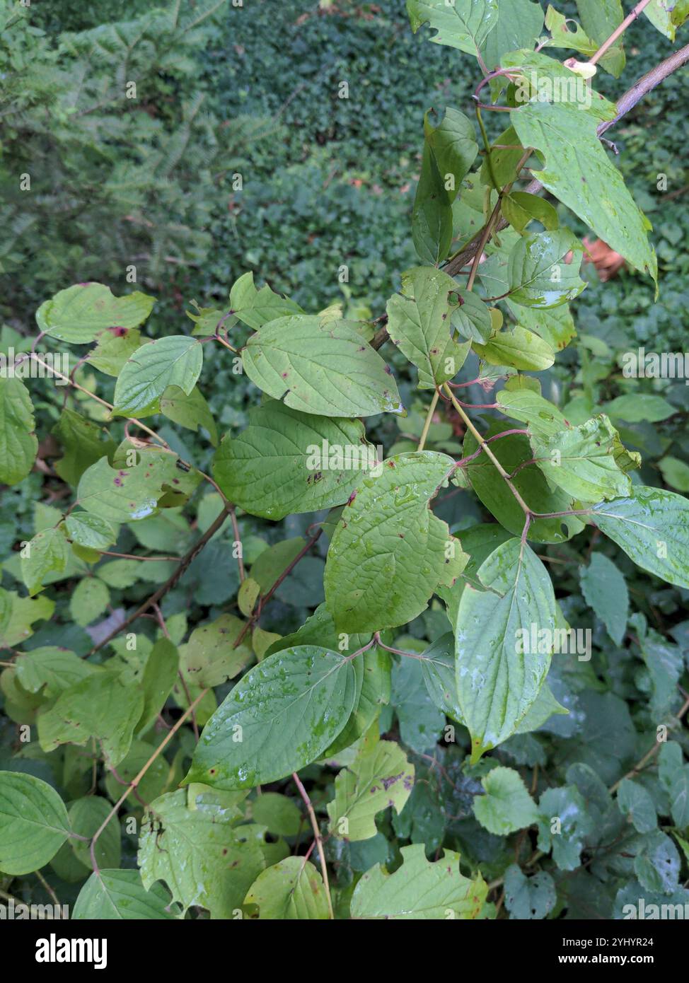 Round-leaved Dogwood (Cornus rugosa Stock Photo - Alamy