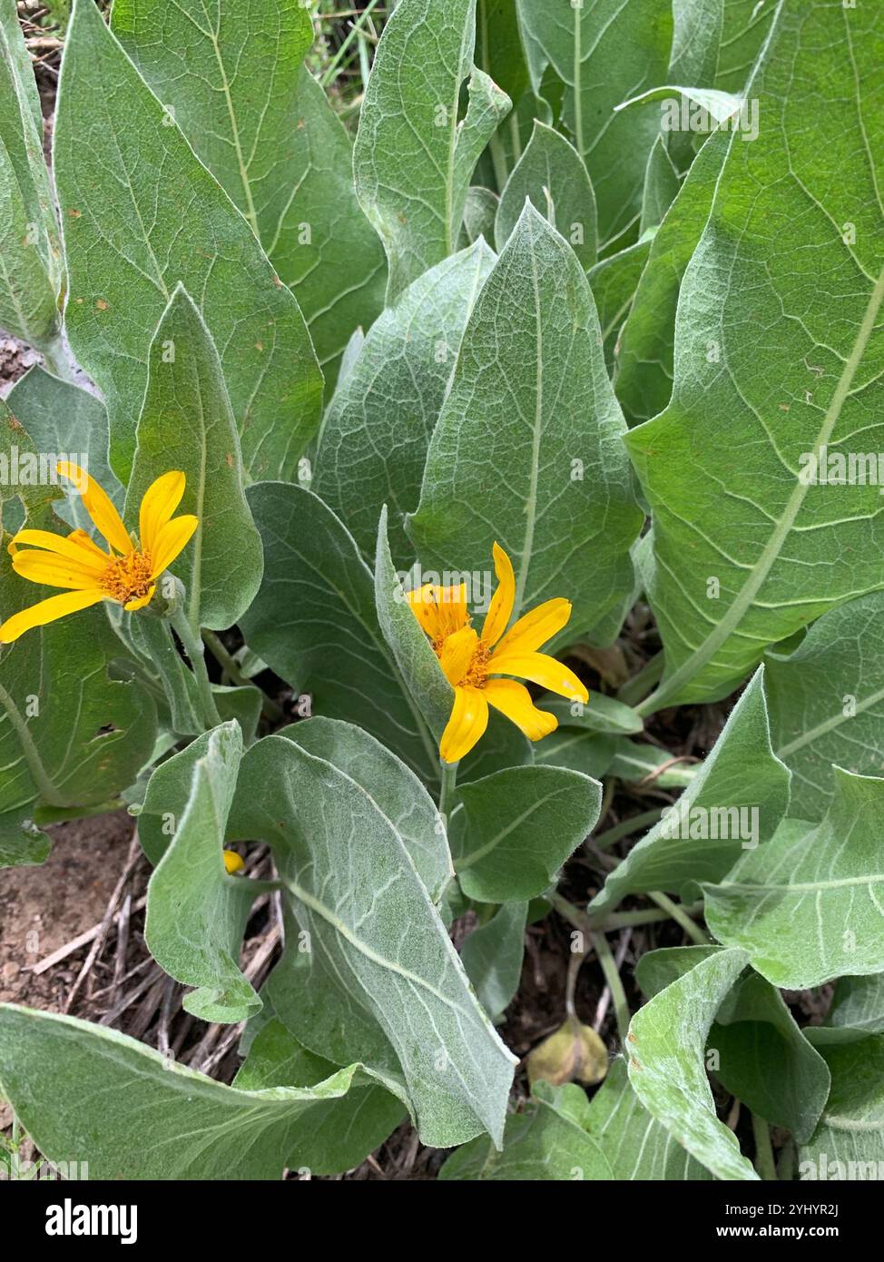 Woolly wyethia hi-res stock photography and images - Alamy