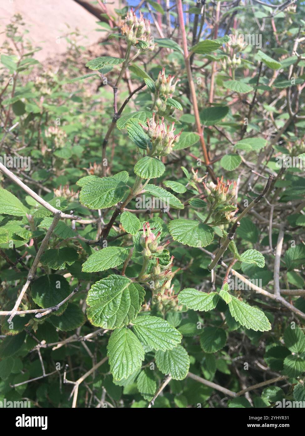 Cliffbush hi-res stock photography and images - Alamy