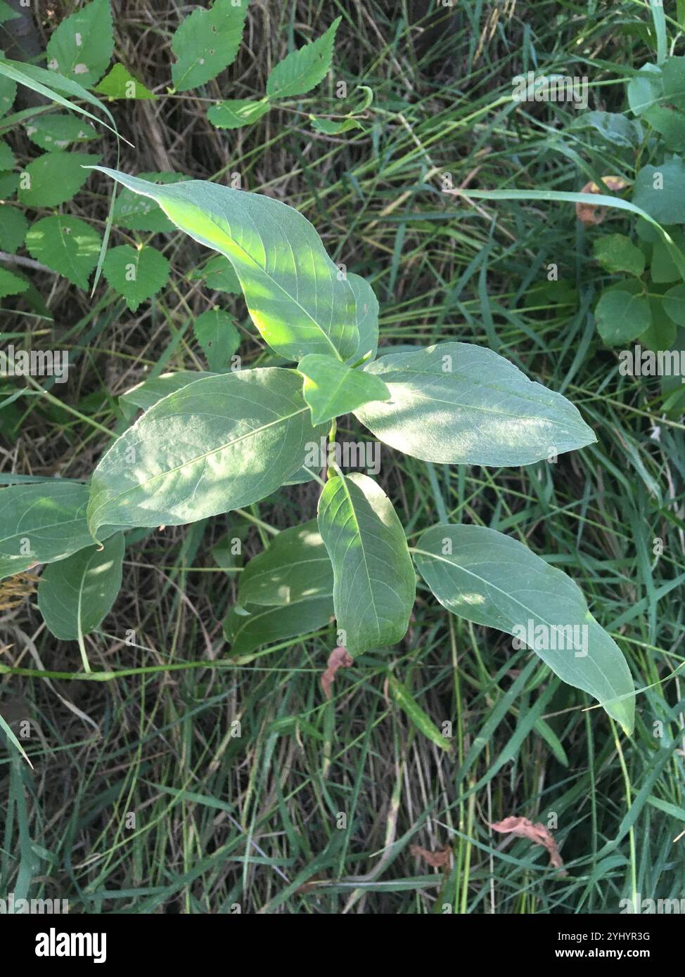 longroot smartweed (Persicaria amphibia emersa Stock Photo - Alamy