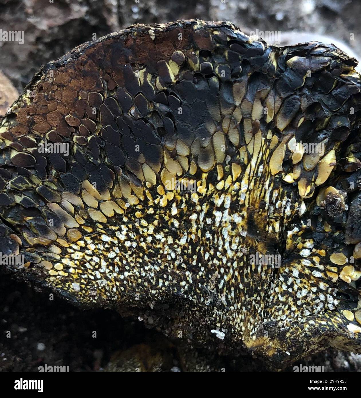 American Dyeball (Pisolithus arenarius Stock Photo - Alamy