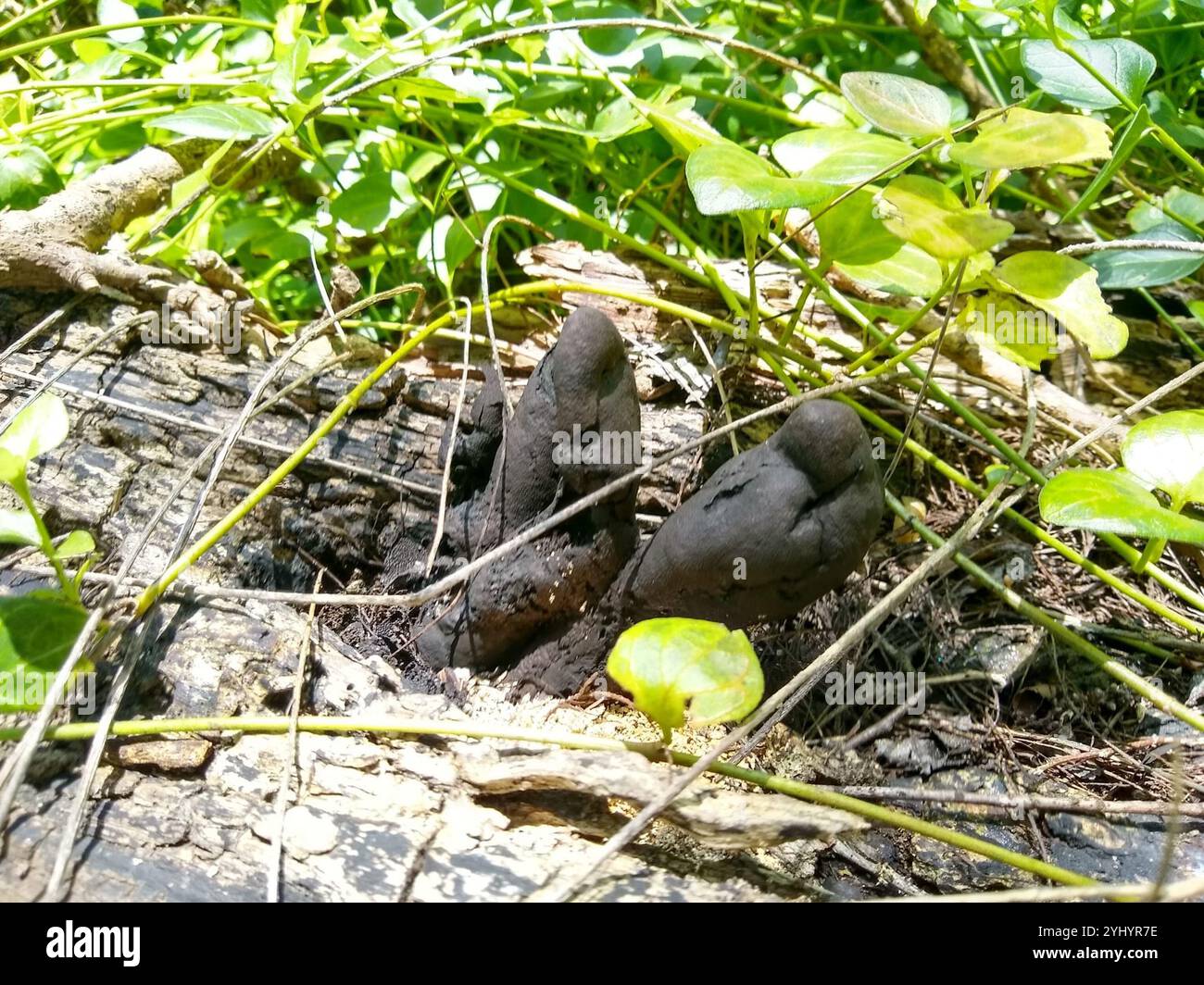 dead man's fingers (Xylaria polymorpha Stock Photo - Alamy