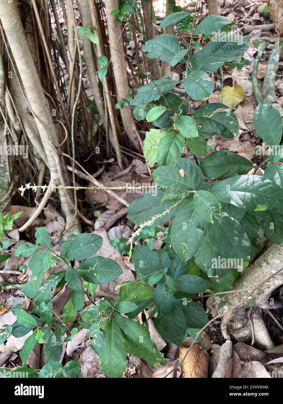 Guinea hen weed hi-res stock photography and images - Alamy